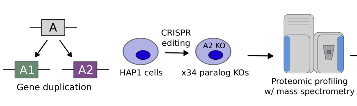 Anjan's paper on proteomic compensation between paralogs in cancer ...